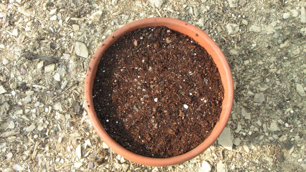 Growing lilies from seed - RHS Lily Group